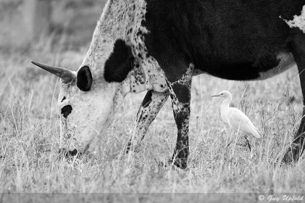 Guy Upfold - Nguni Cattle Photos